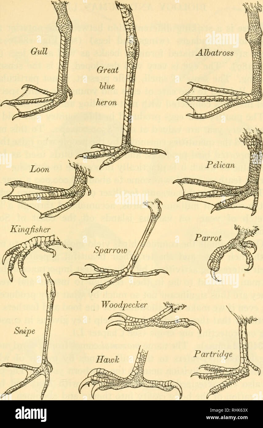 . Biology and human life. Biology. Fig. i88. Specialization in the legs ...