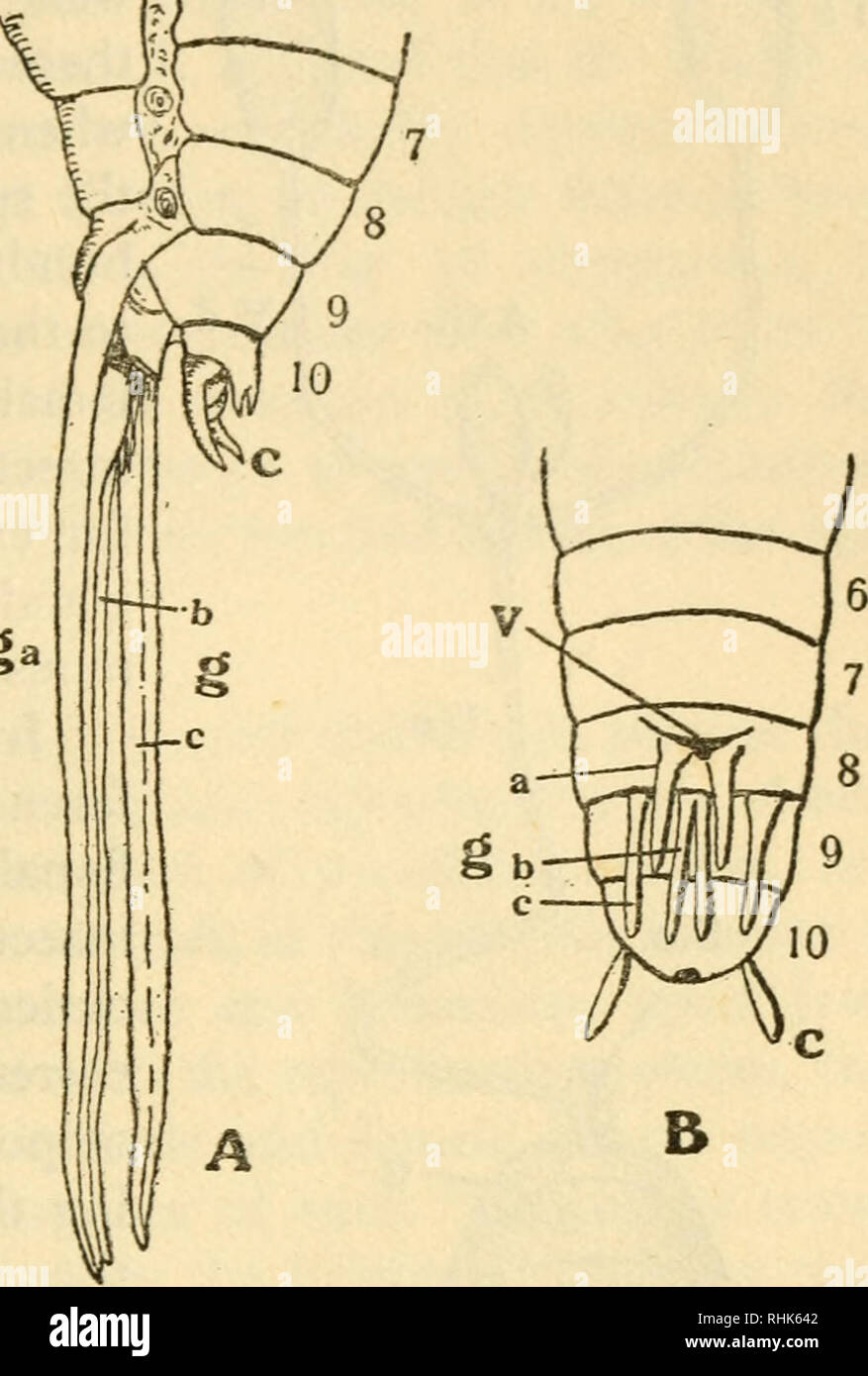 . The biology of insects. Insects -- Biology. REPRODUCTION AND HEREDITY ...