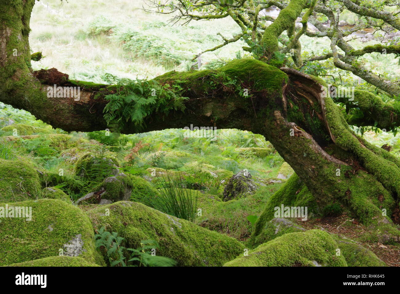 Twisted, Gnarly, Stunted Moss Covered Sessile Oak Trees (Quercus ...