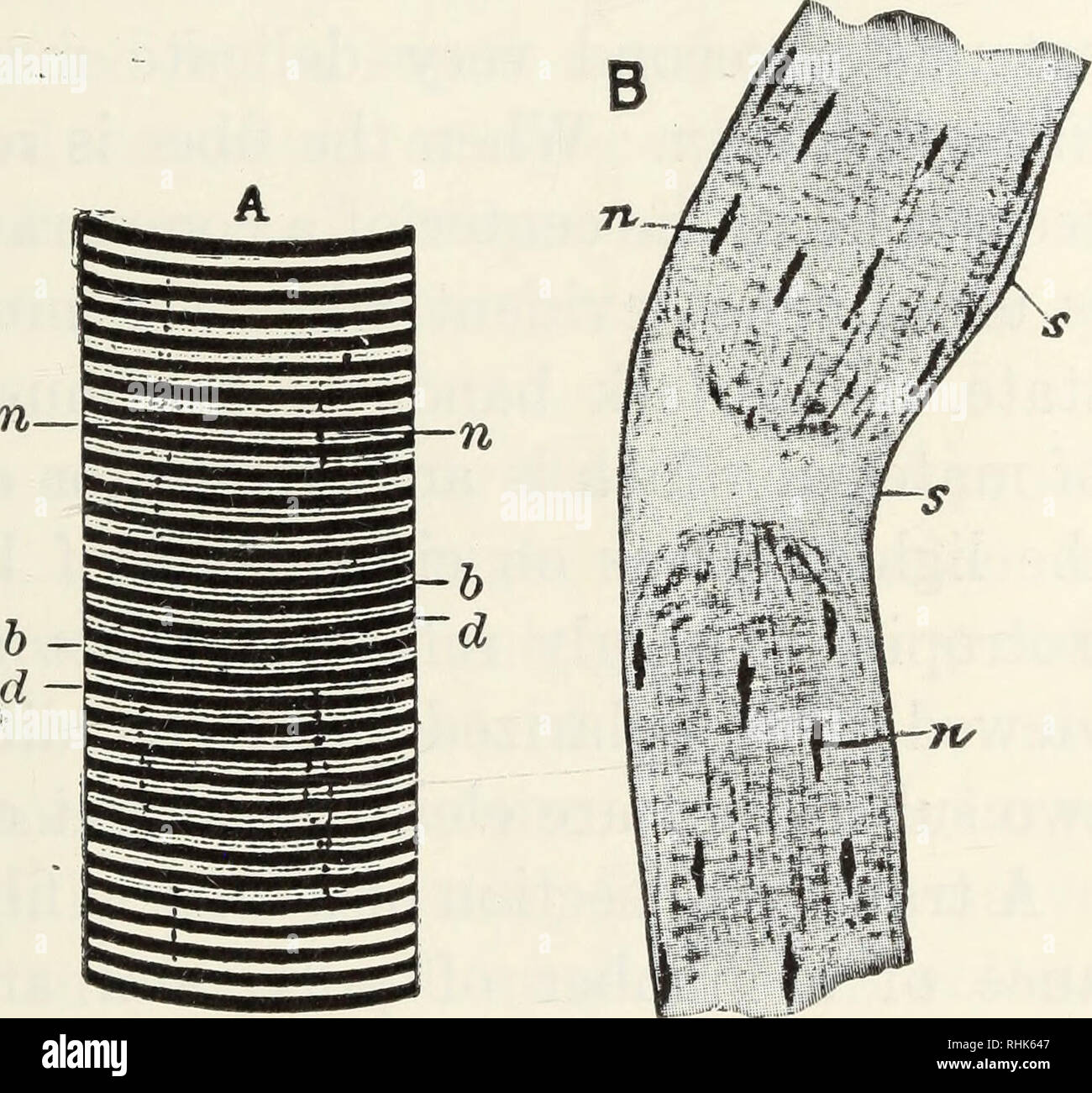 Frog Muscle Cell Diagram