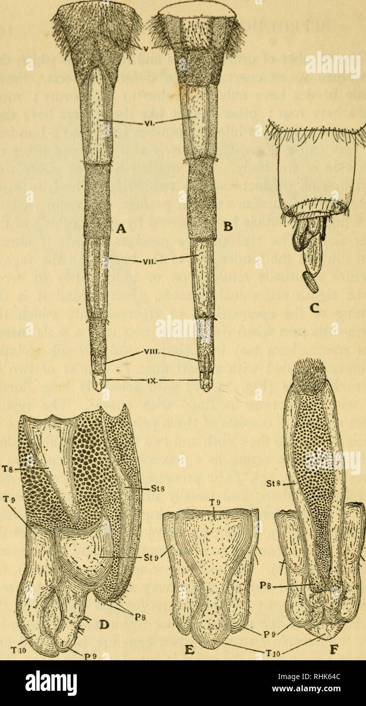 . The biology of insects. Insects -- Biology. ^pfC0^^^^. Fig. 35.—a ...