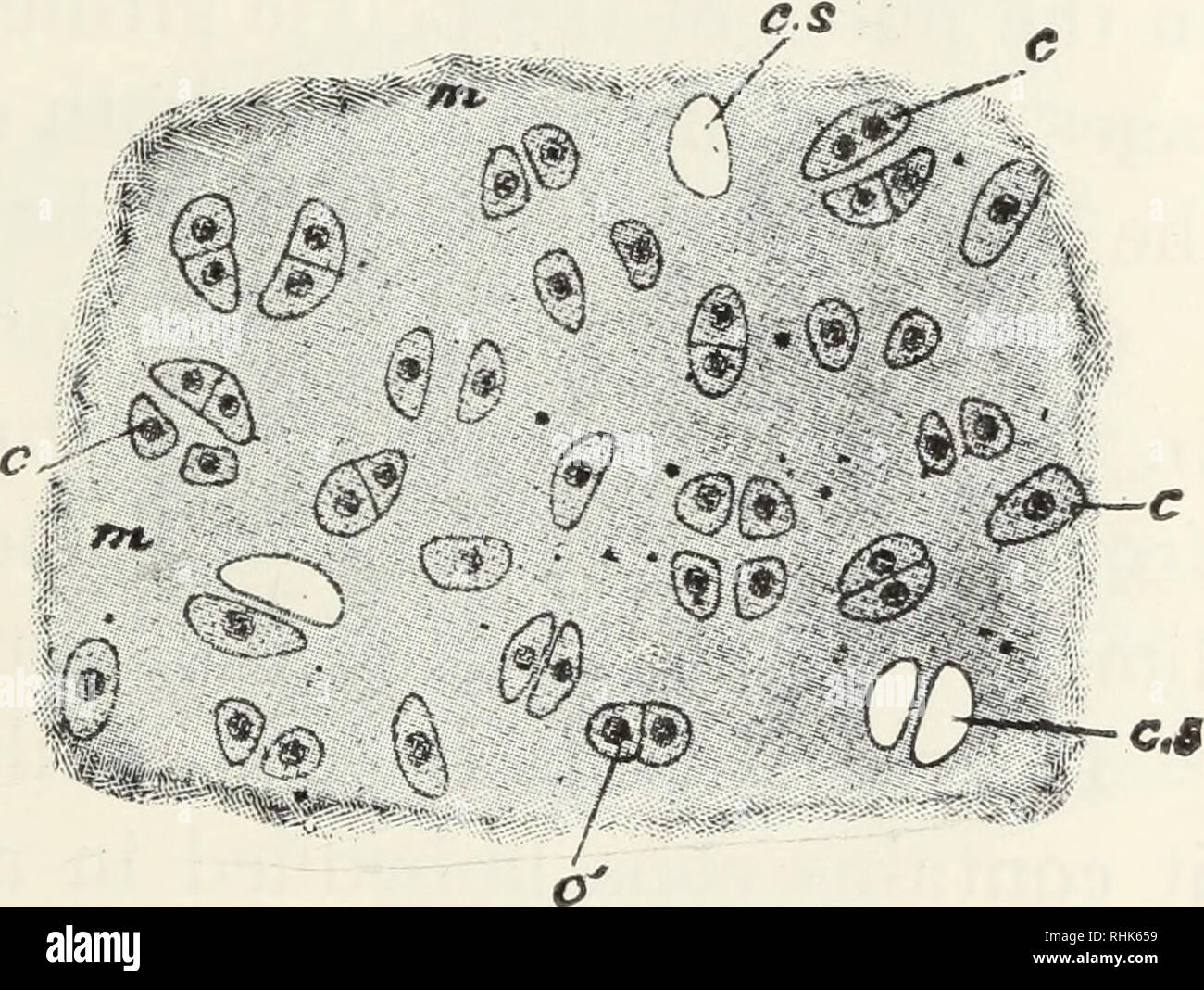 . The biology of the frog. Frogs. HISTOLOGY OF THE FROG 129 cells. The ...