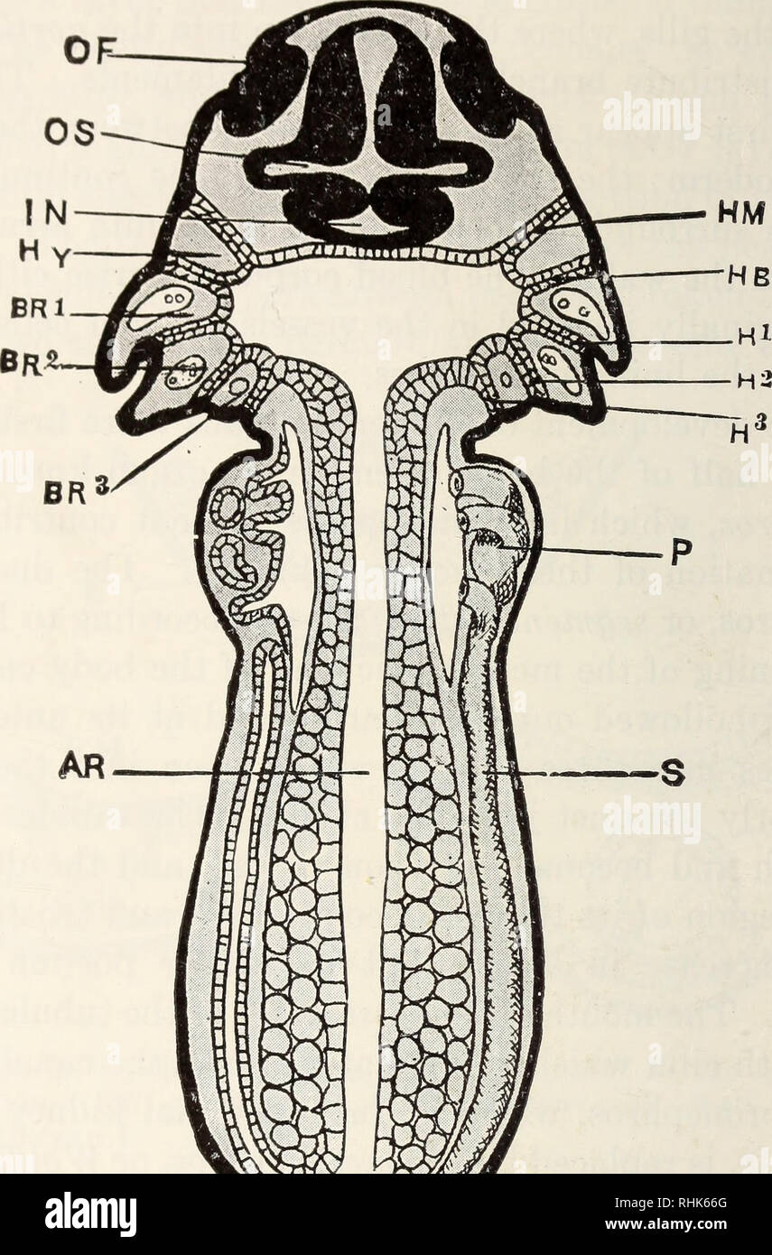 . The biology of the frog. Frogs. 118 THE BIOLOGY OF THE FROG. Fig. 40 ...
