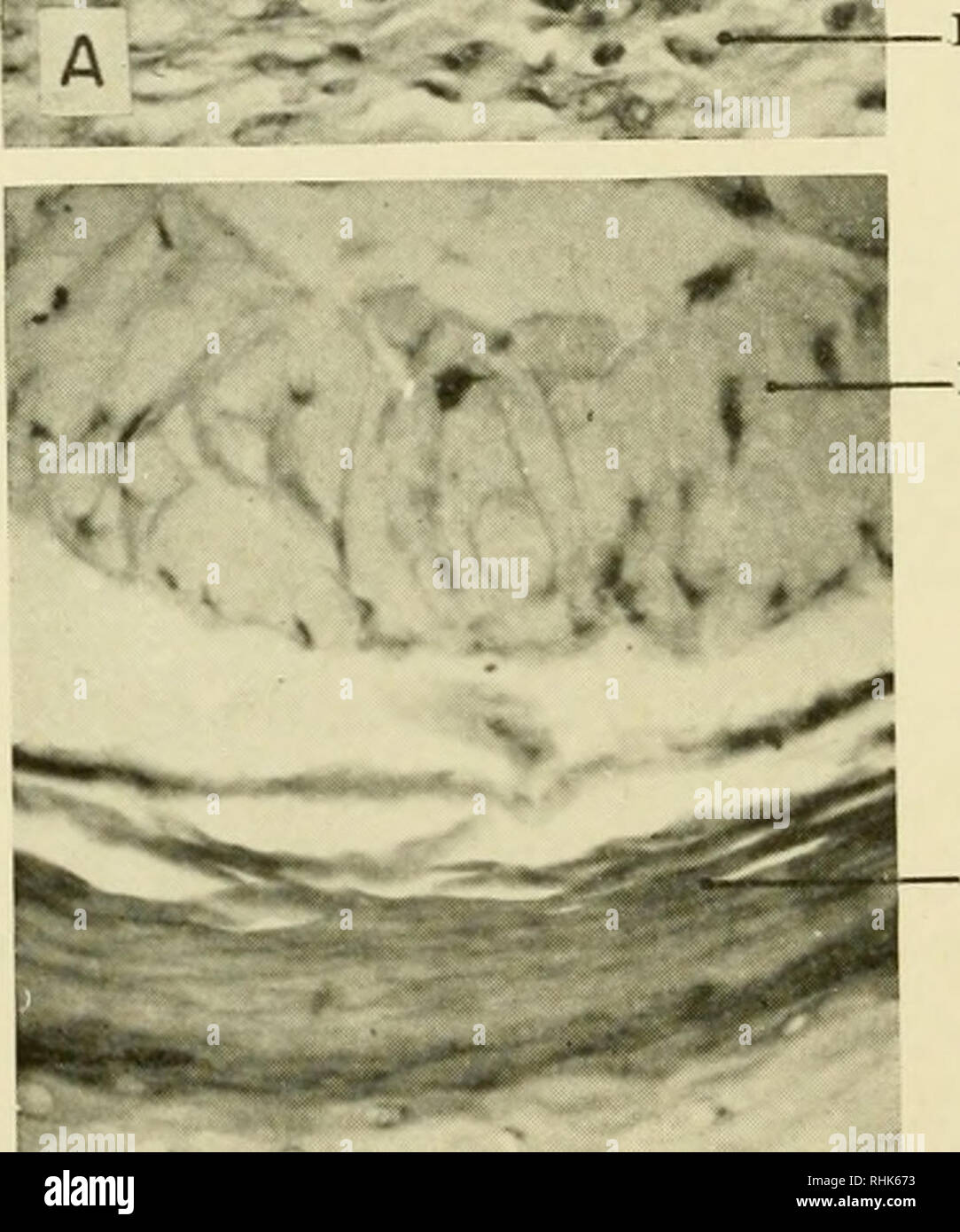 . Biology of the laboratory mouse. Mice as laboratory animals; Mice ...