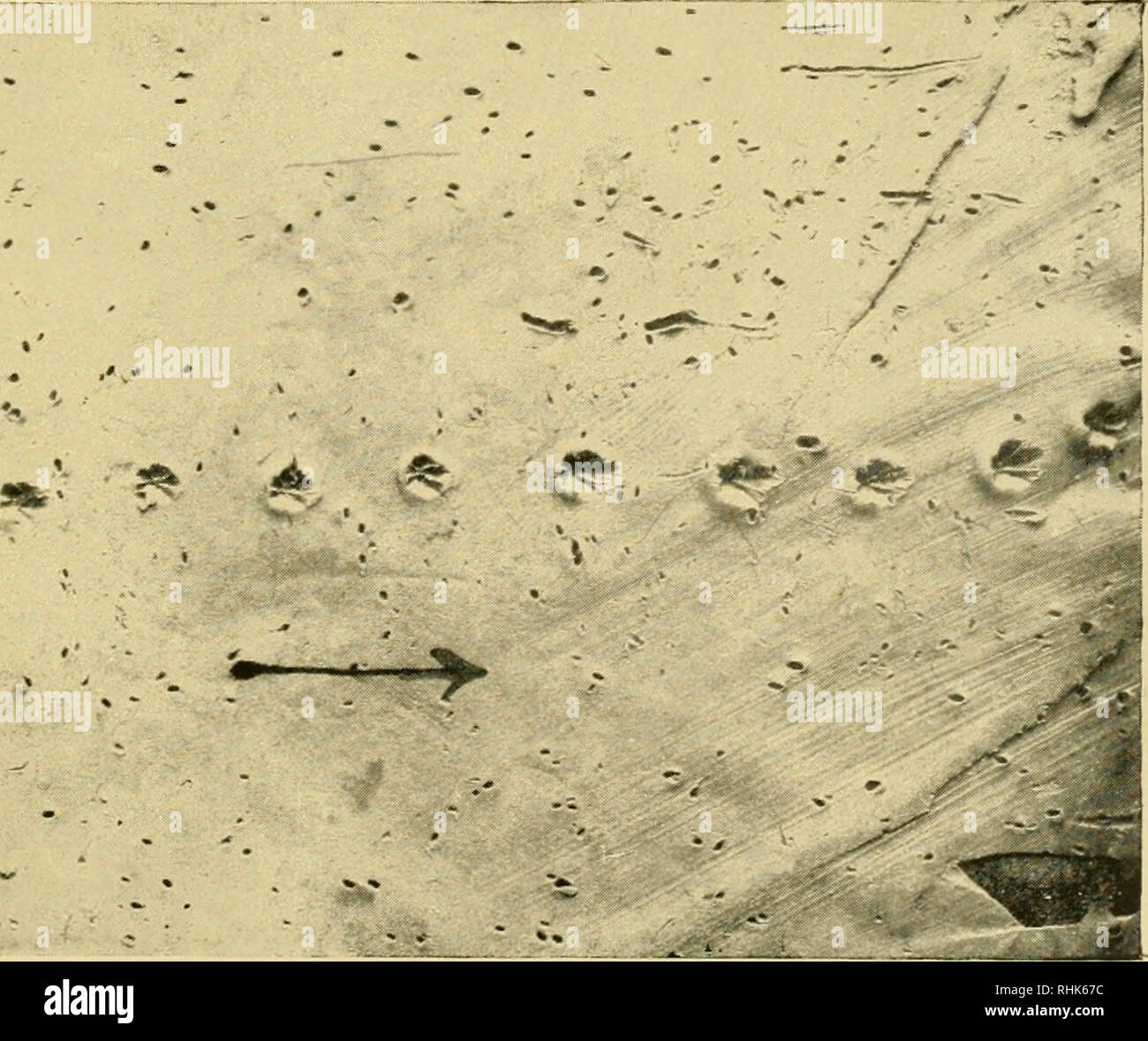 Radula marks hi-res stock photography and images - Alamy