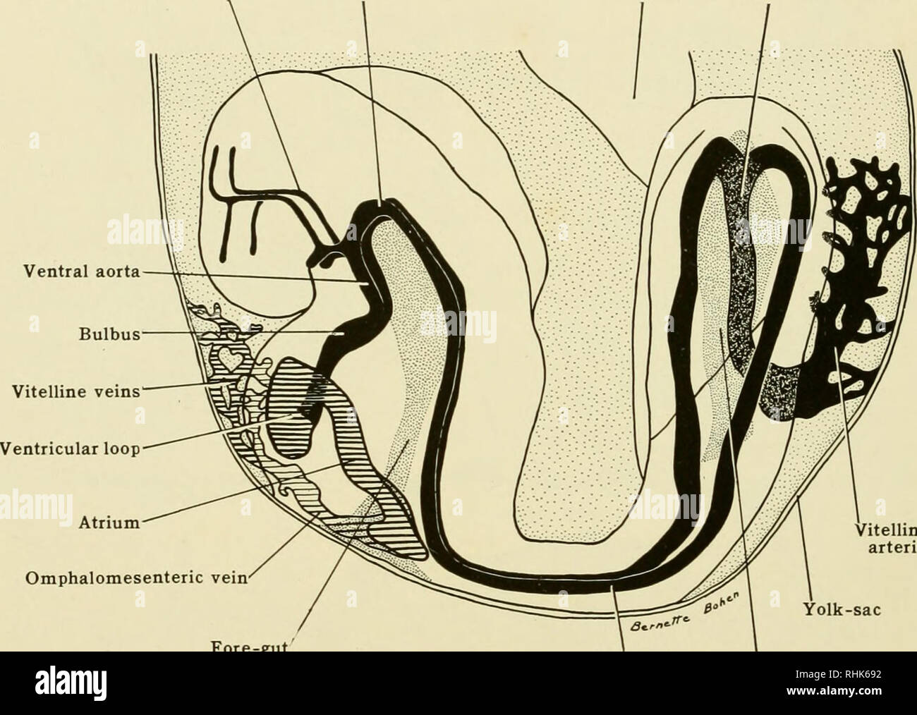 Lab Mouse Diagram