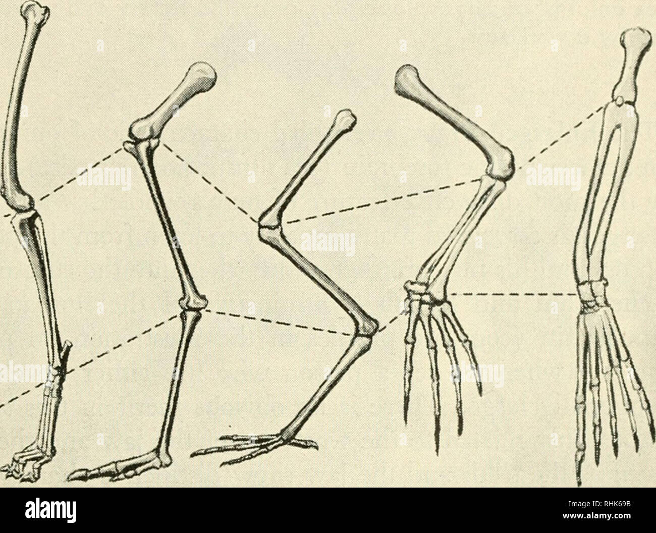 Primates objects hi-res stock photography and images - Alamy