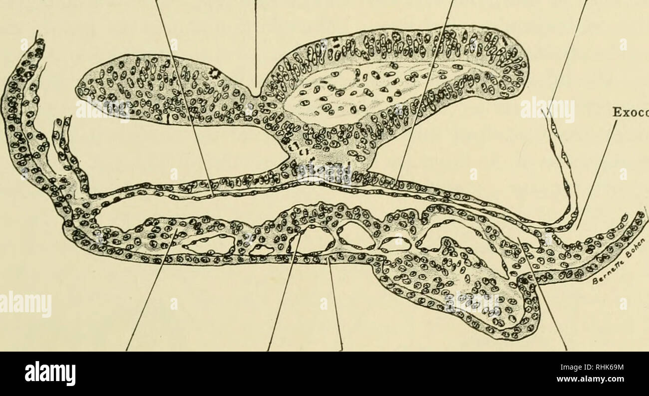 . Biology of the laboratory mouse. Mice as laboratory animals; Mice ...