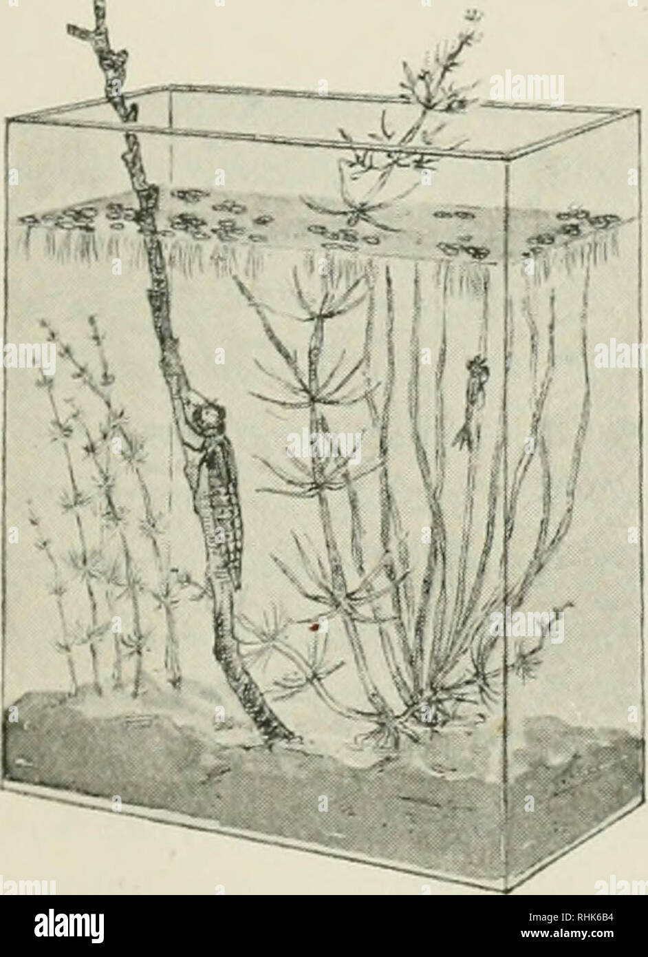 . The biology of dragonflies (Odonata or Paraneuroptera). Dragon-flies ...