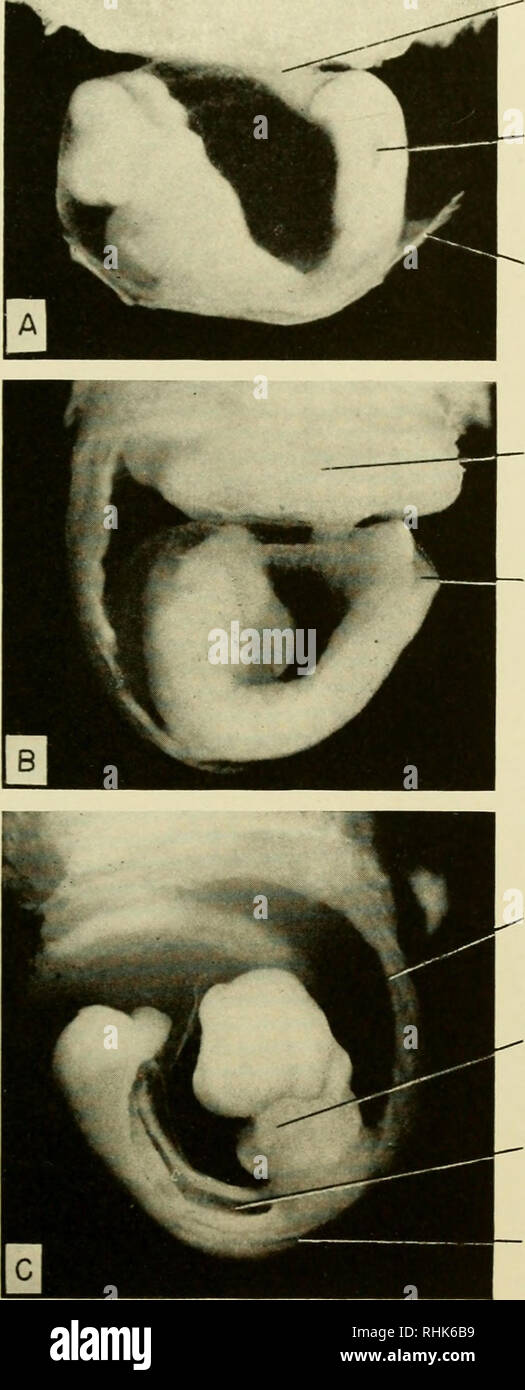 Early embryo of a mouse hi-res stock photography and images - Alamy