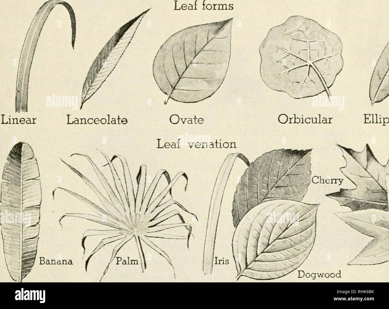 Double lobed leaf hi-res stock photography and images - Alamy