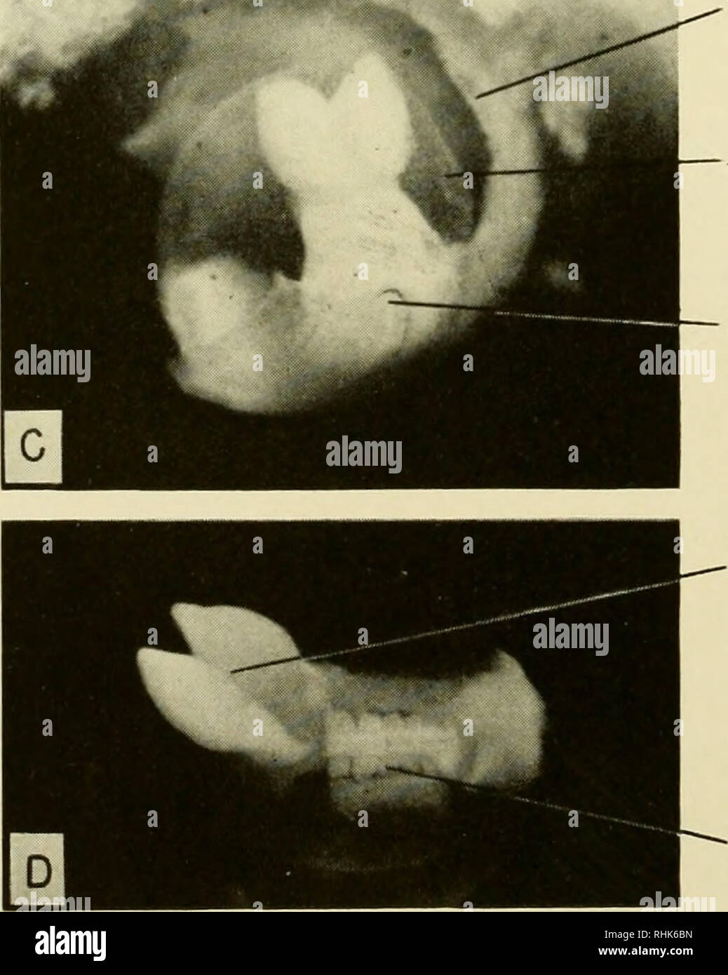 . Biology of the laboratory mouse. Mice as laboratory animals; Mice ...