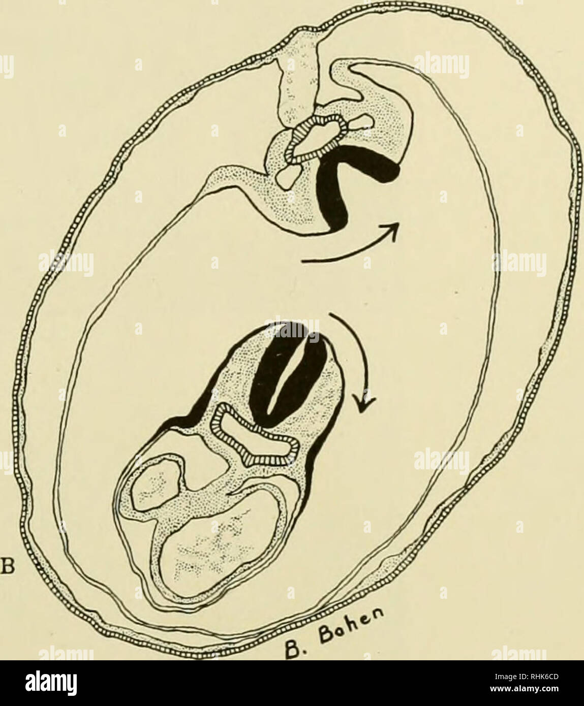 . Biology of the laboratory mouse. Mice as laboratory animals; Mice ...