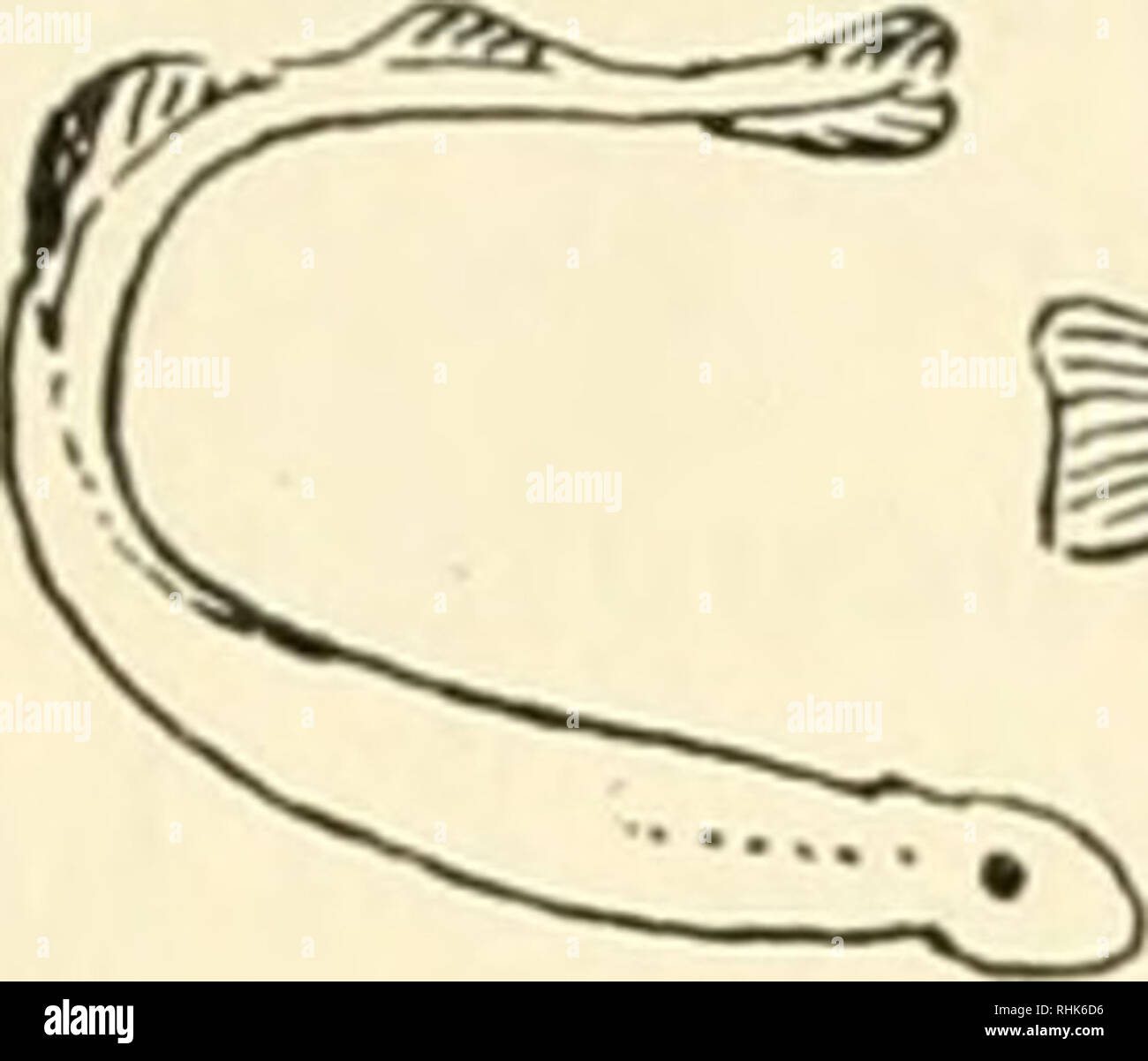 Cyclostomes High Resolution Stock Photography and Images - Alamy