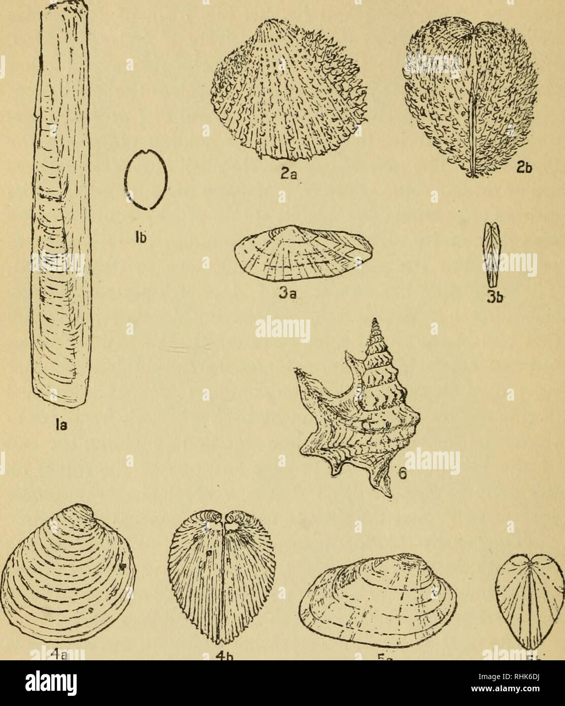 . The biology of the sea-shore. Marine biology. 74 THE BIOLOGY OF THE ...