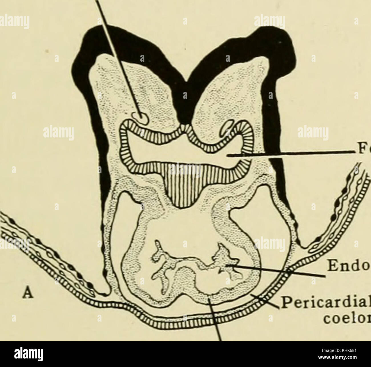 . Biology of the laboratory mouse. Mice as laboratory animals; Mice ...