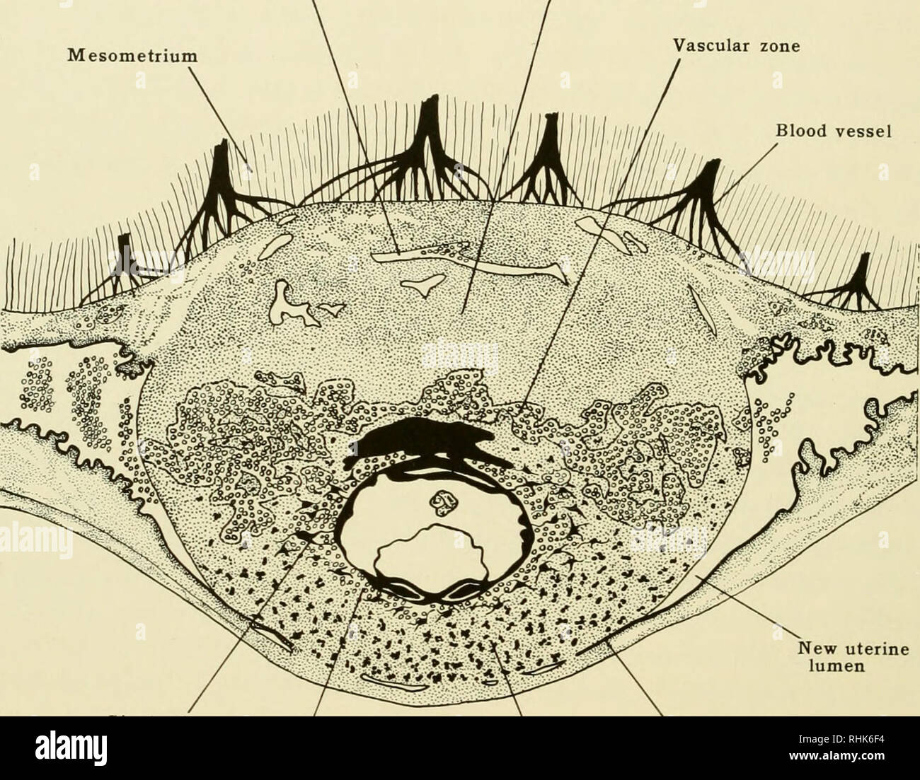 . Biology of the laboratory mouse. Mice as laboratory animals; Mice ...