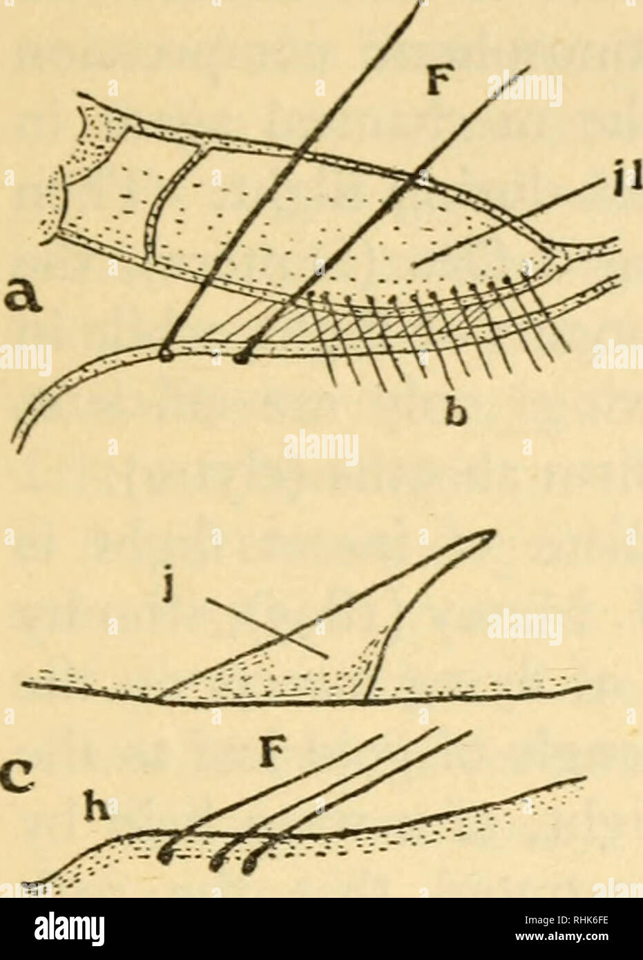 Frenulum hi-res stock photography and images - Alamy
