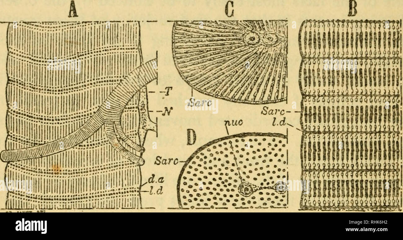 . The biology of insects. Insects -- Biology. 48 THE BIOLOGY OF INSECTS ...