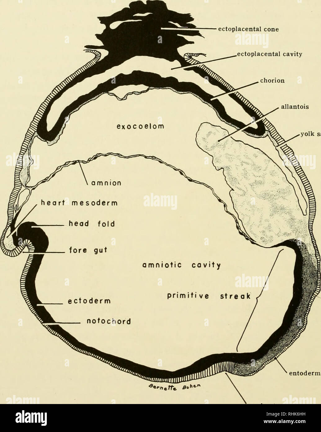 Mouse Embryo Sagittal High Resolution Stock Photography and Images - Alamy