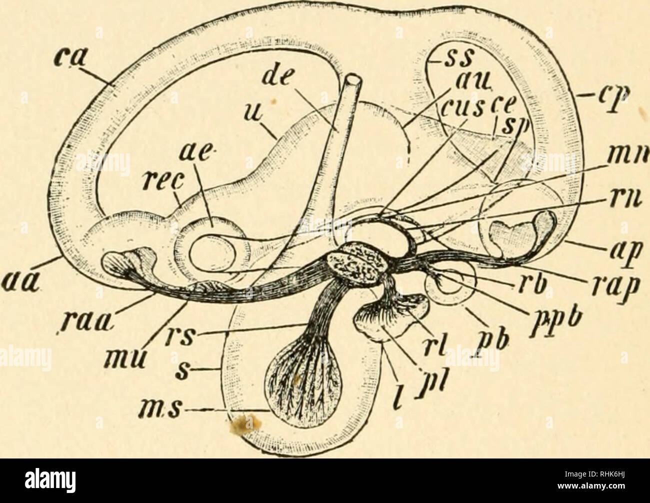 Eye retractor hi-res stock photography and images - Alamy