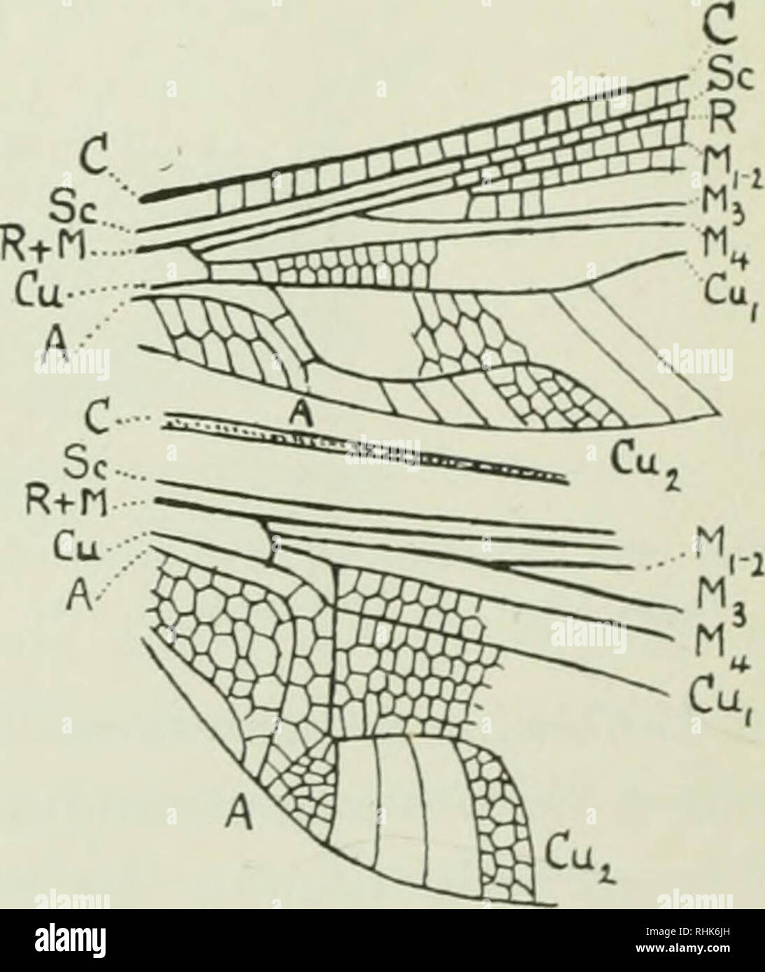 . The biology of dragonflies (Odonata or Paraneuroptera). Dragon-flies ...