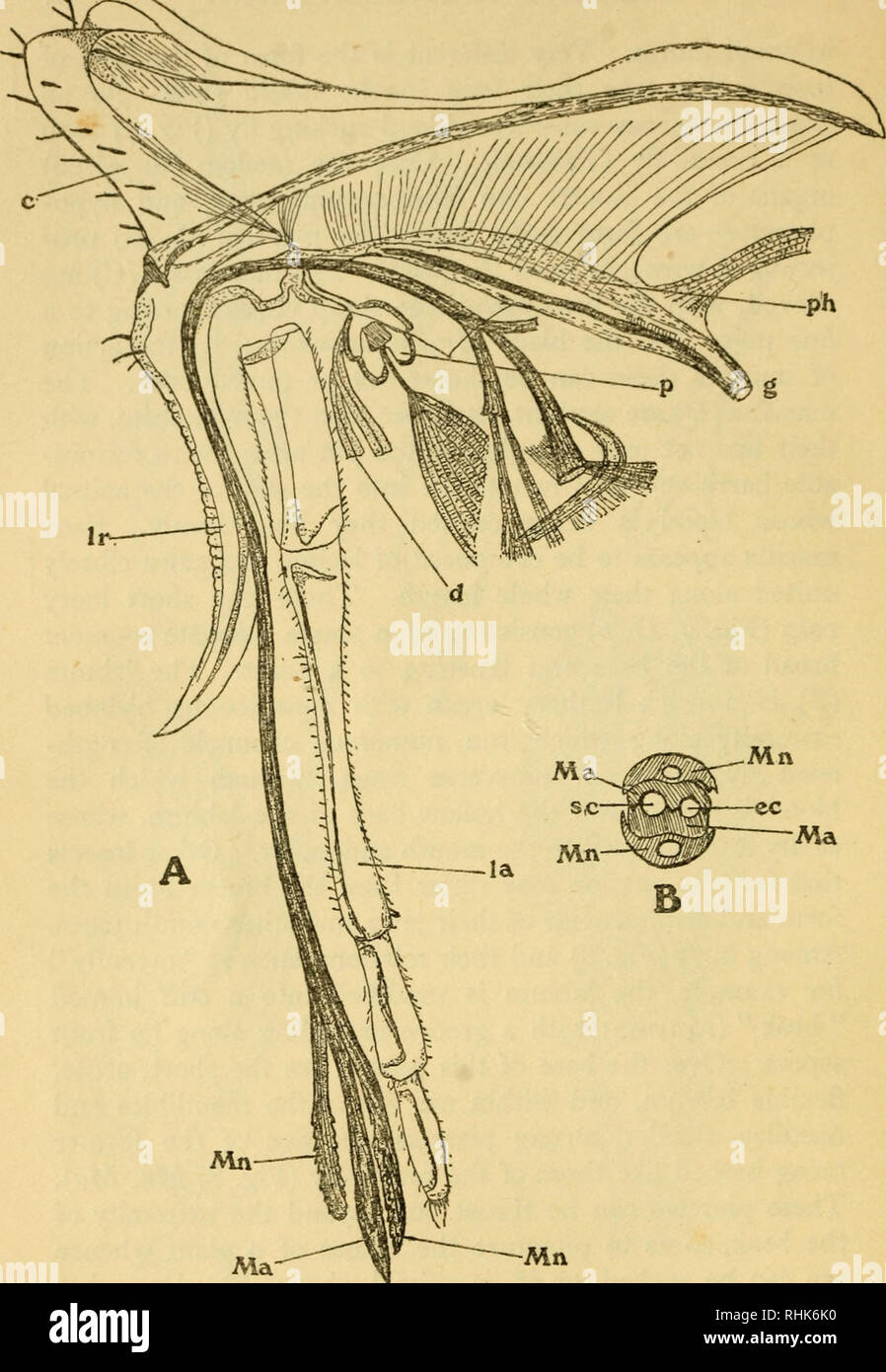 Mandible duct hi-res stock photography and images - Alamy