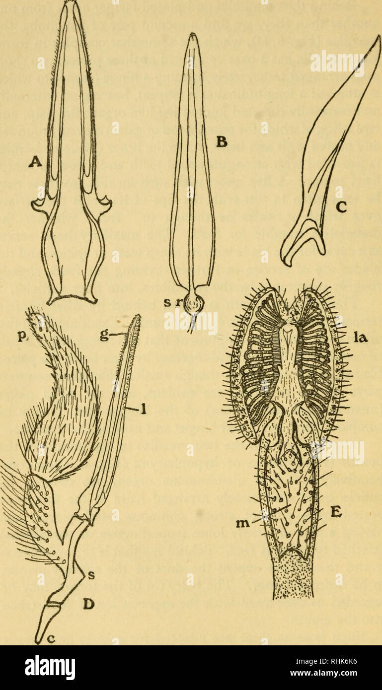 Hypopharnyx hi-res stock photography and images - Alamy