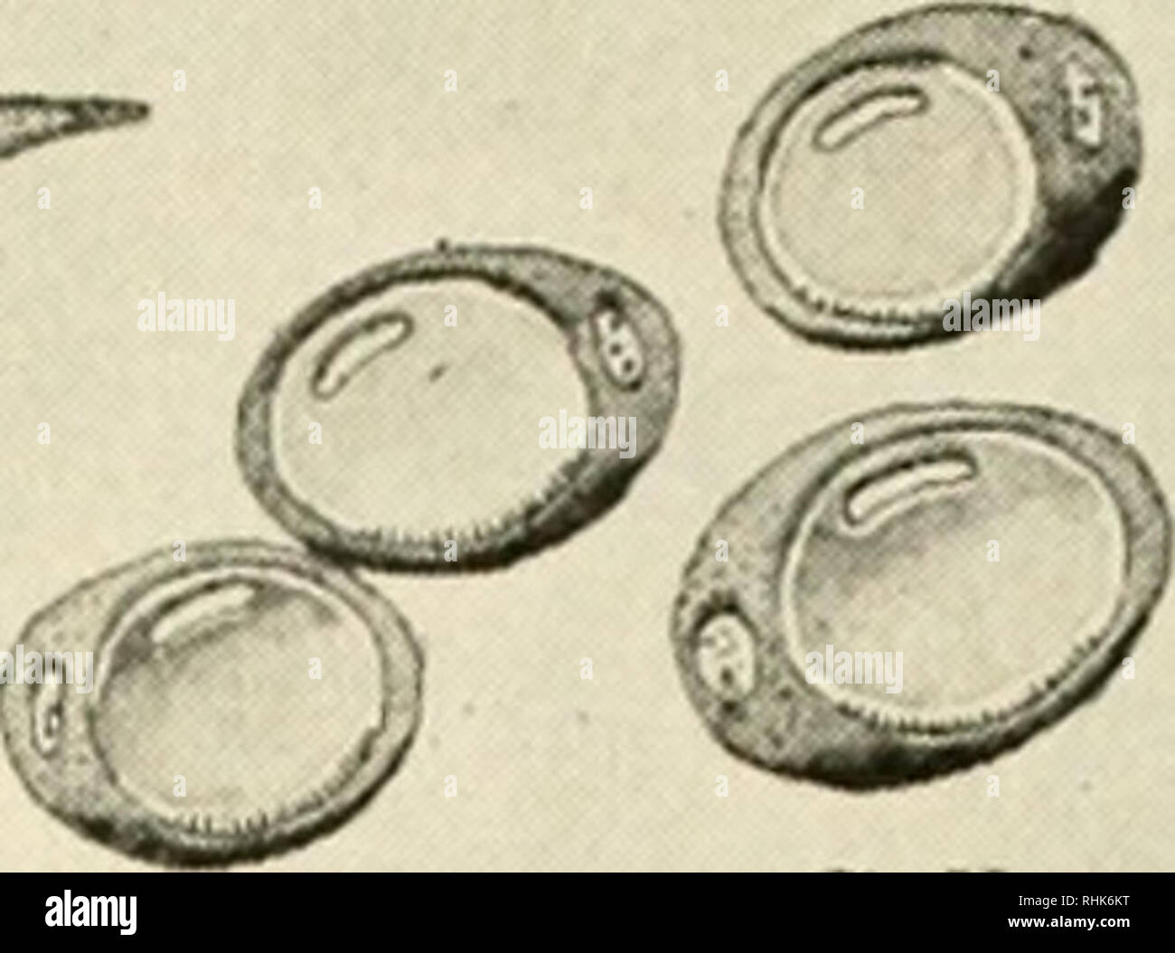 Fat Globules High Resolution Stock Photography and Images - Alamy