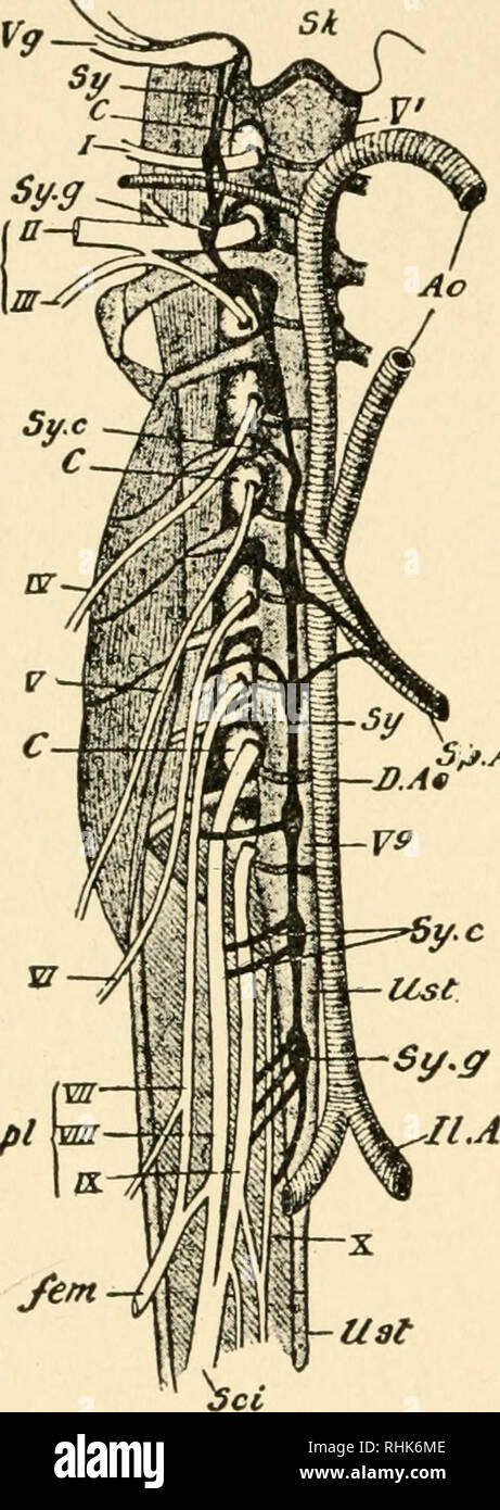 Brachial plexus anterior hi-res stock photography and images - Alamy