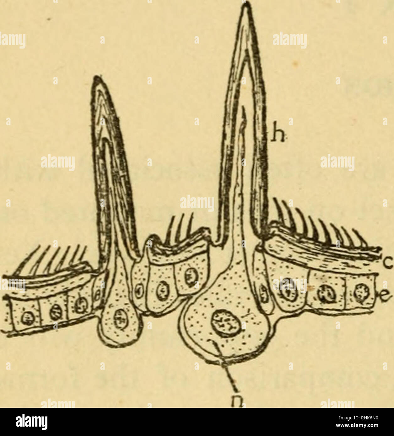 . The biology of insects. Insects -- Biology. THE BIOLOGY OF INSECTS ...