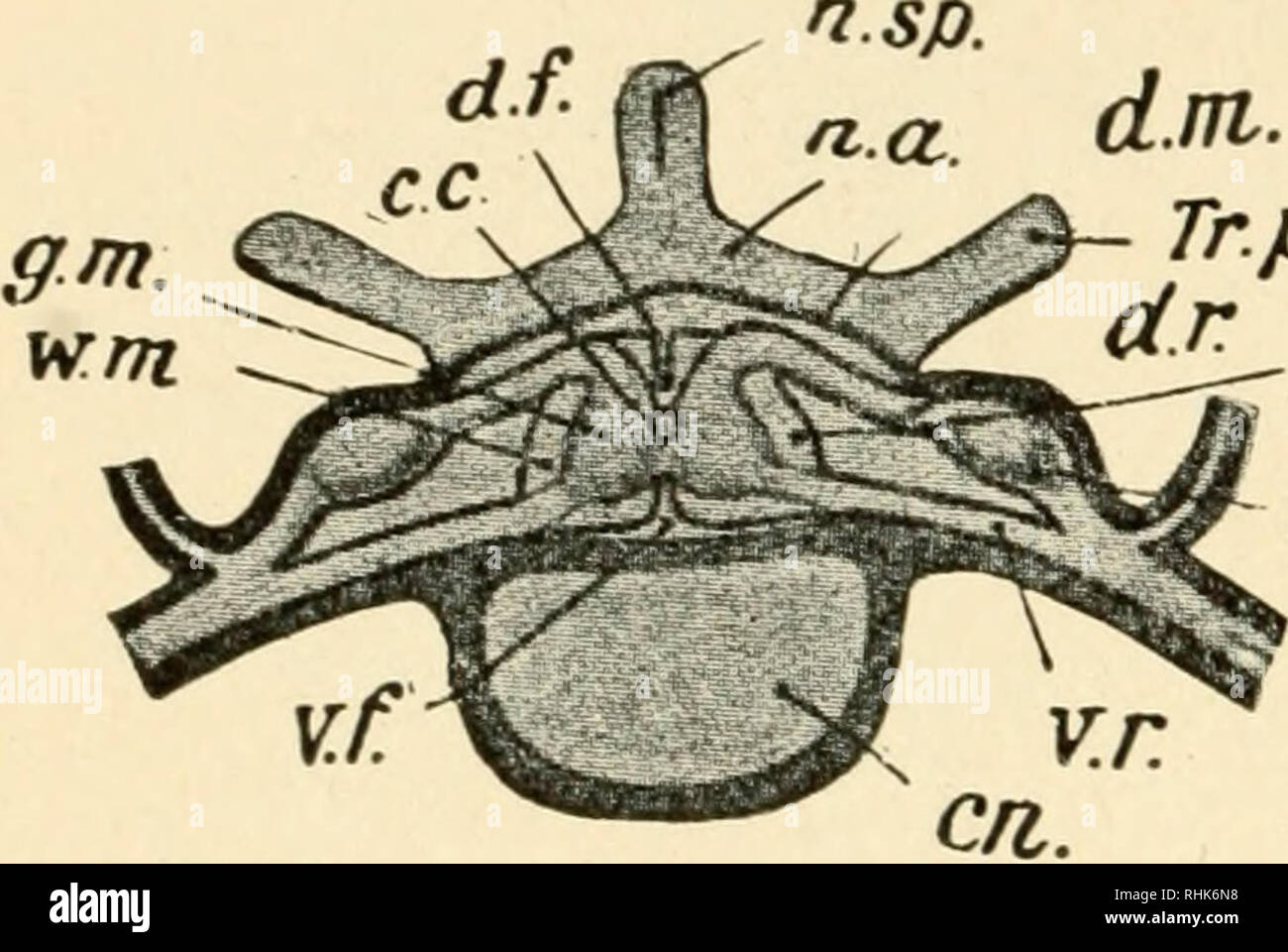. The biology of the frog. Frogs. 286 THE BIOLOGY OF THE FROG CHAP ...