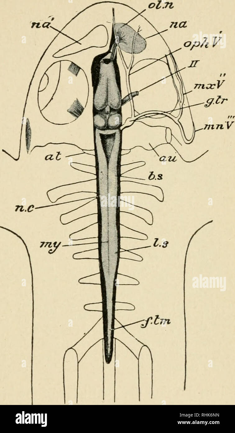 Pia Mater Stock Photos & Pia Mater Stock Images - Alamy