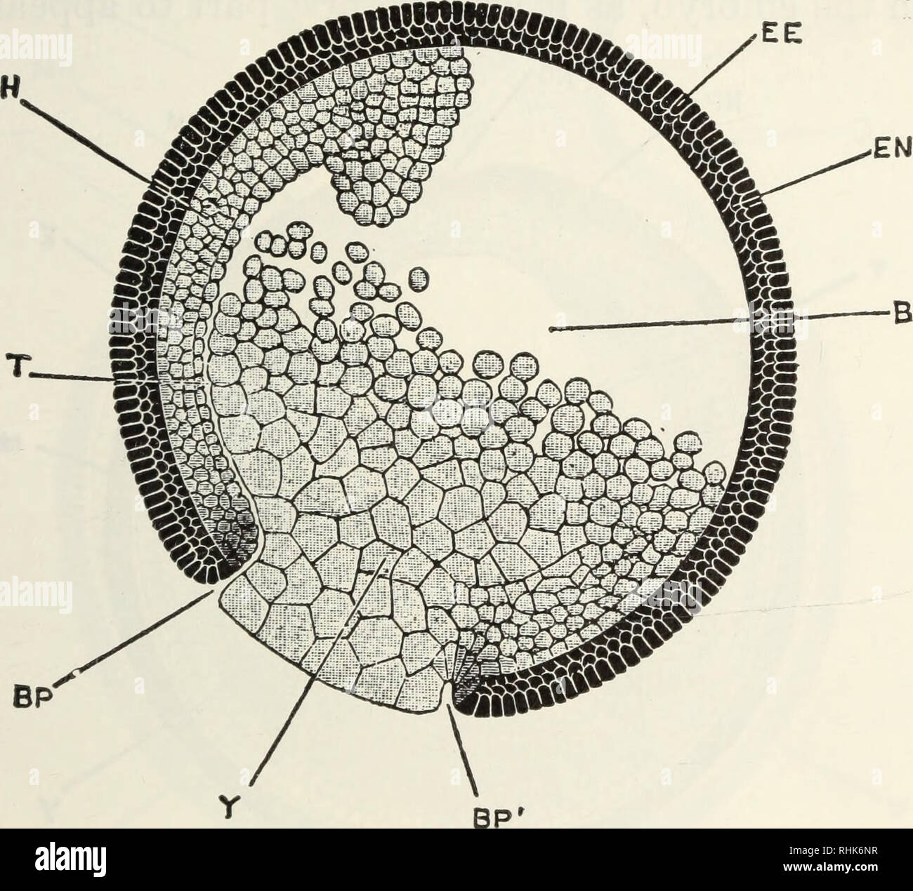 Blastocoel High Resolution Stock Photography and Images - Alamy
