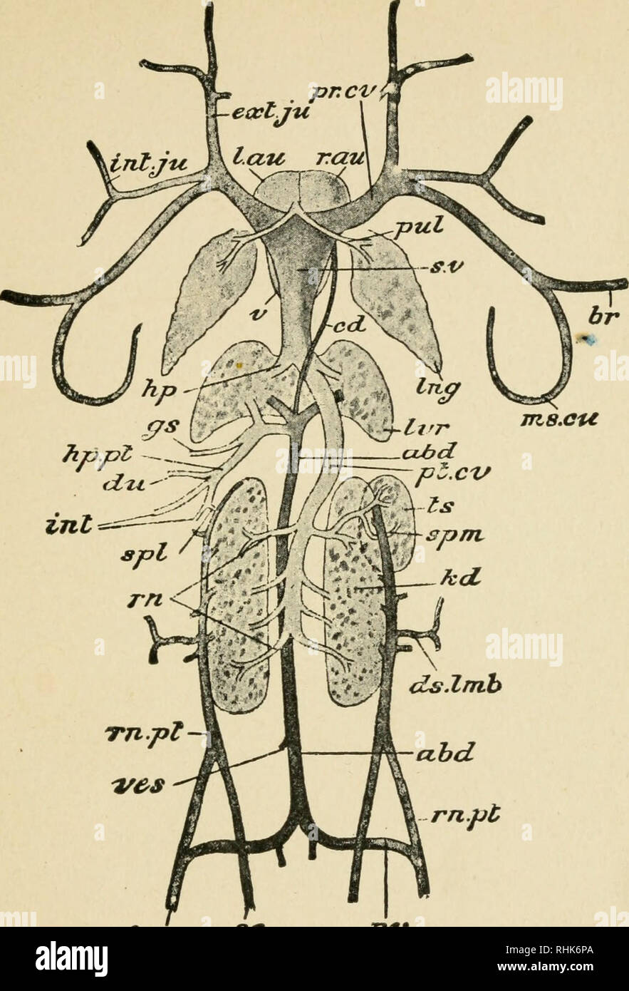 External Jugular Vein Frog