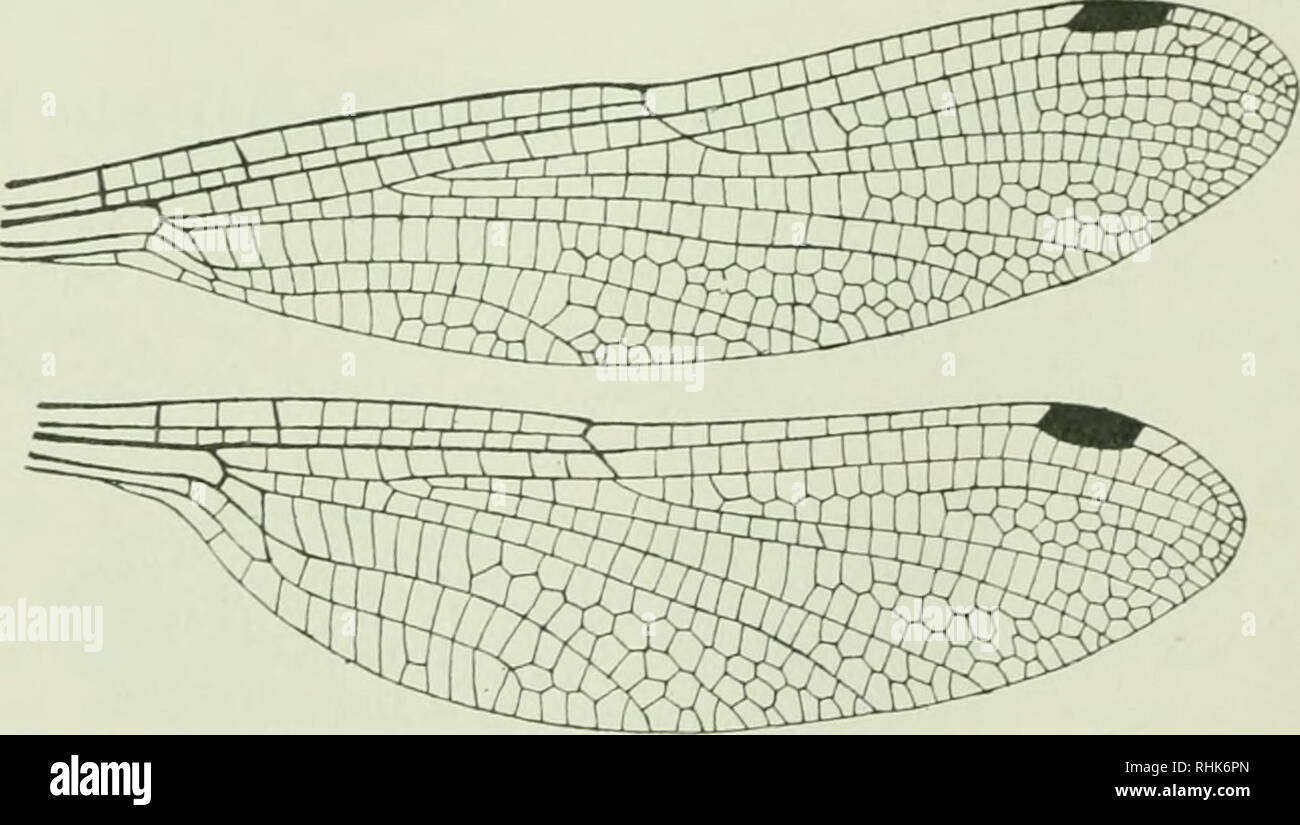 Lestidae Wing