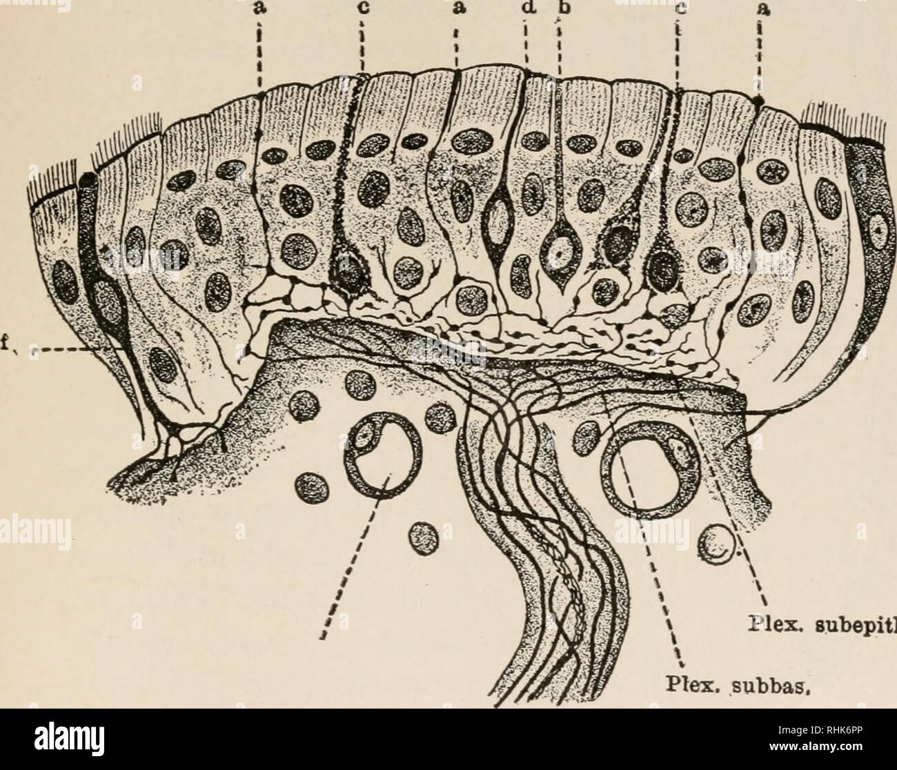 . The biology of the frog. Frogs. XVII THE SENSE ORGANS 323 are ...