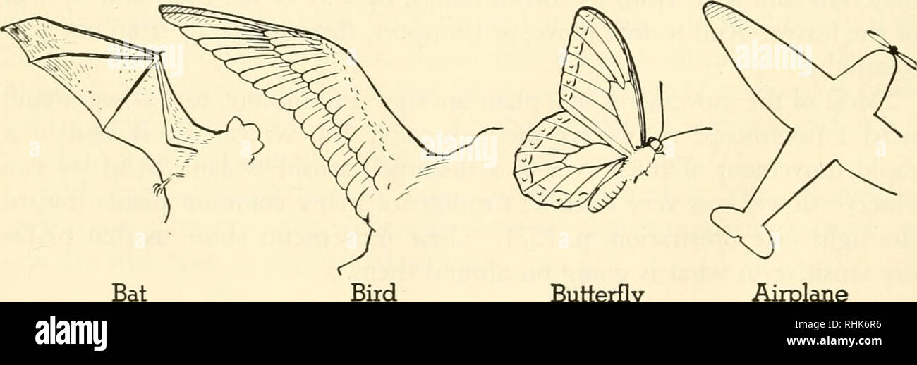 Analogous Structures Butterfly Bird Wings Related
