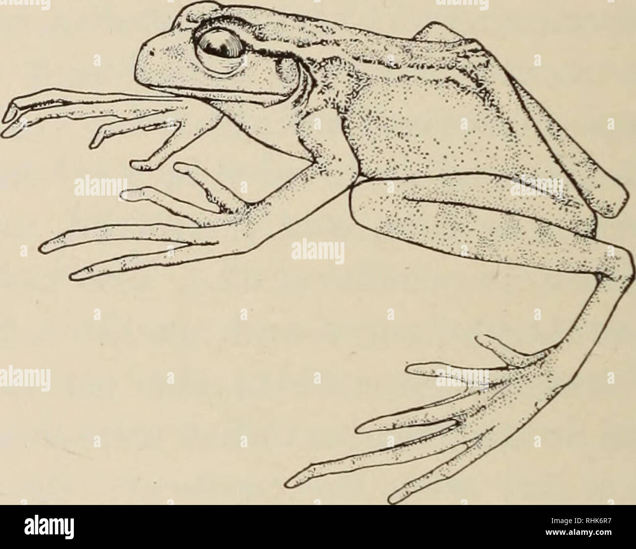 Ceratophrys tongue hi-res stock photography and images - Alamy