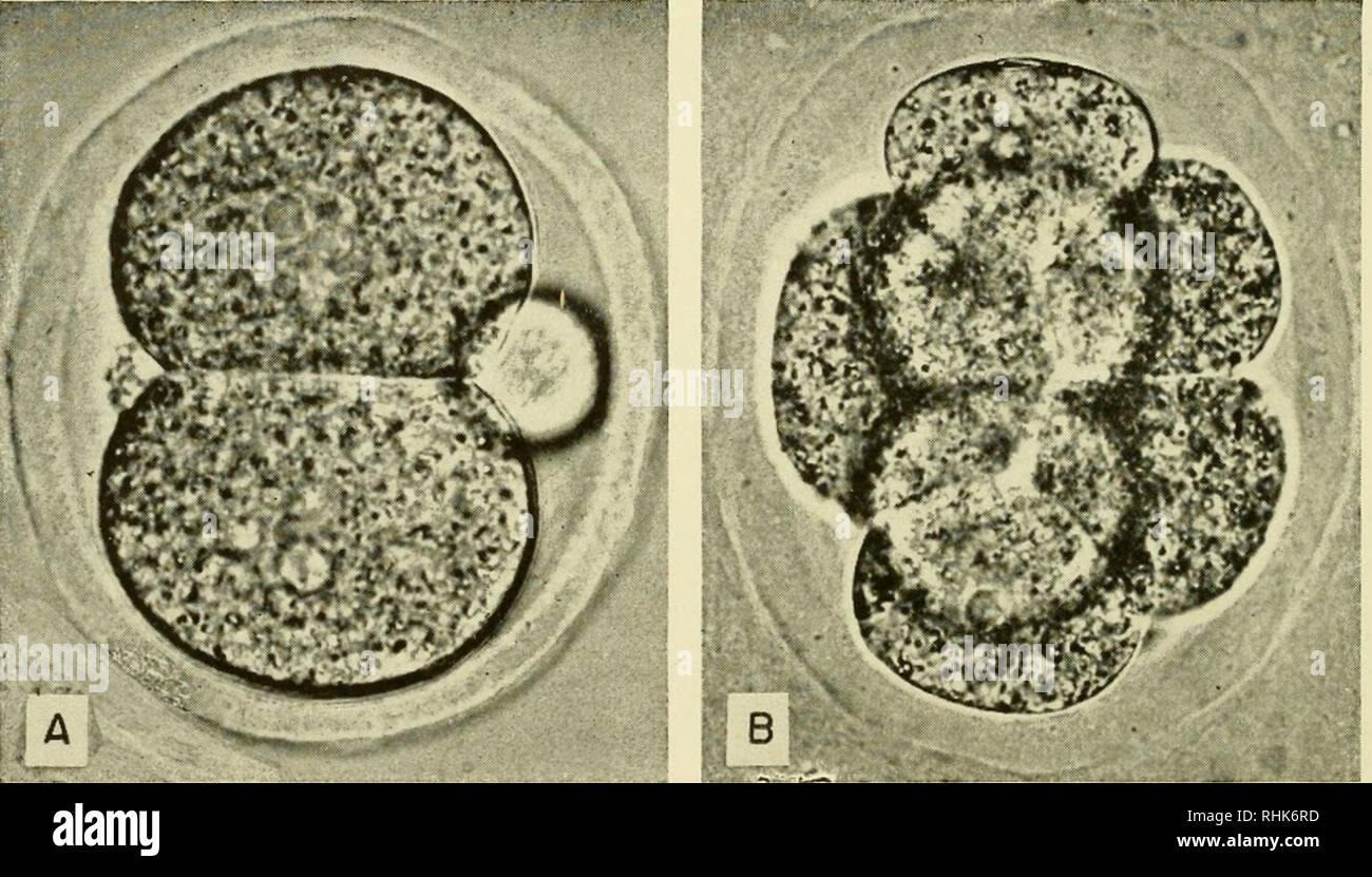 Chromosomes mouse cell nucleus hi-res stock photography and images - Alamy