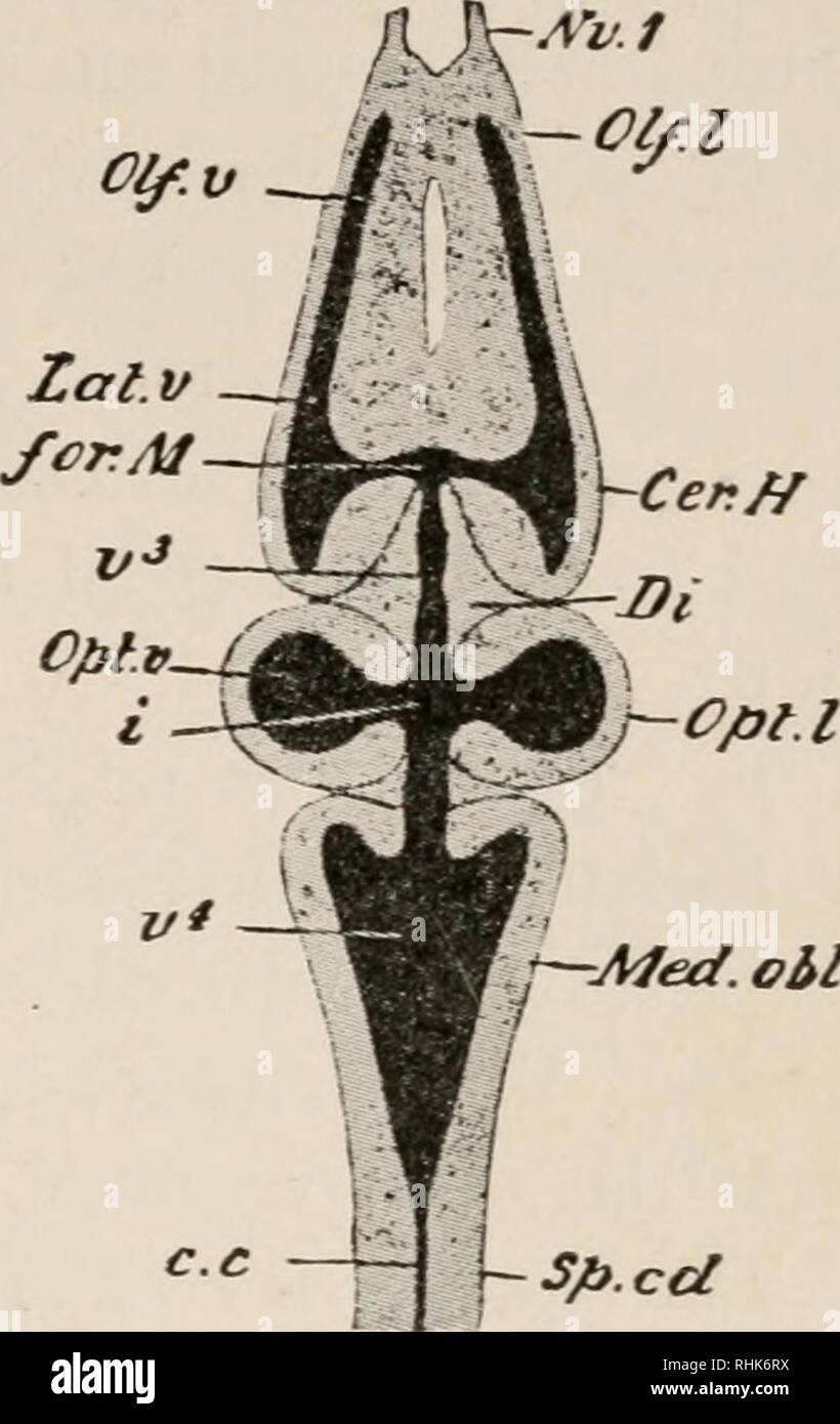 . The biology of the frog. Frogs. XVI THE NERVOUS SYSTEM 293 Clf.v the ...