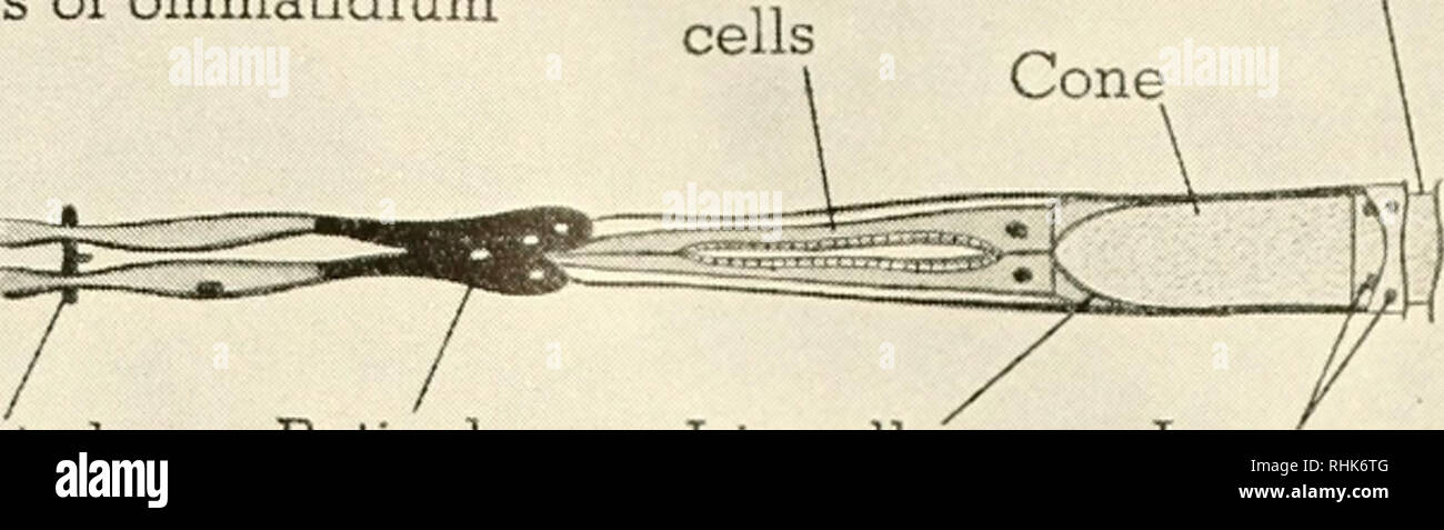 . Biology and man. Biology; Human beings. Compound eye Lens of ...