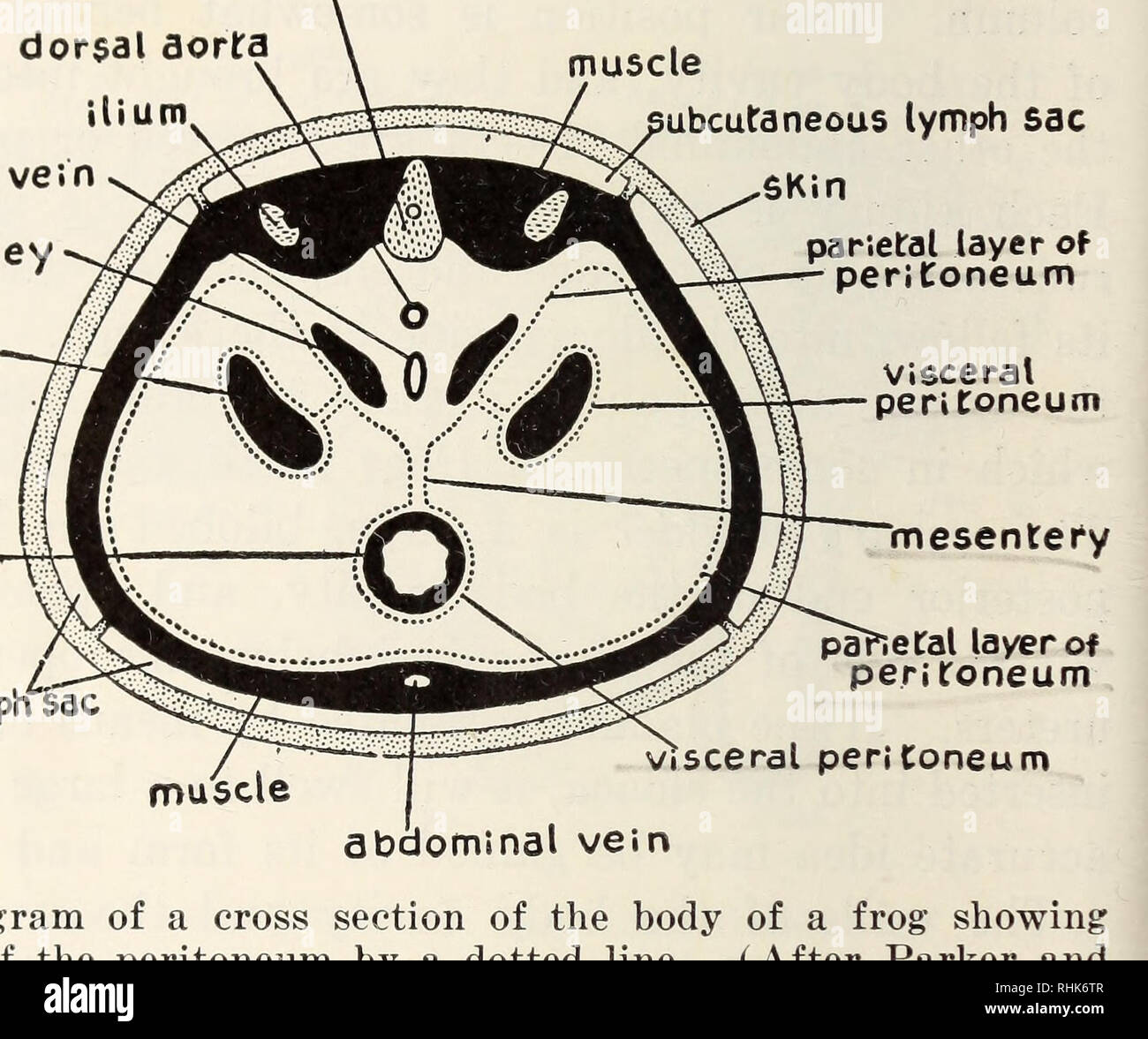 Parietal Peritoneum Frog