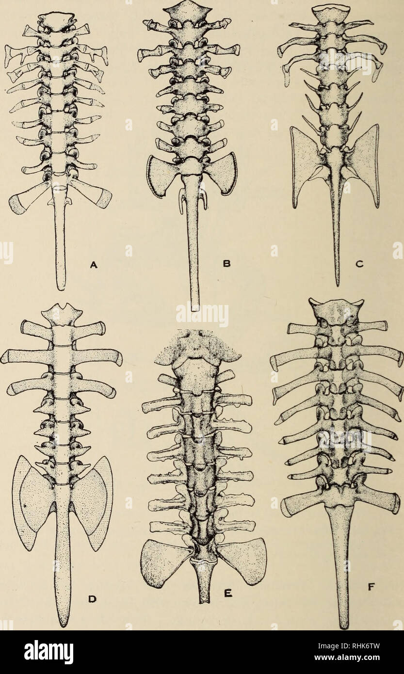 Vertebral Columns Stock Photos & Vertebral Columns Stock Images - Alamy