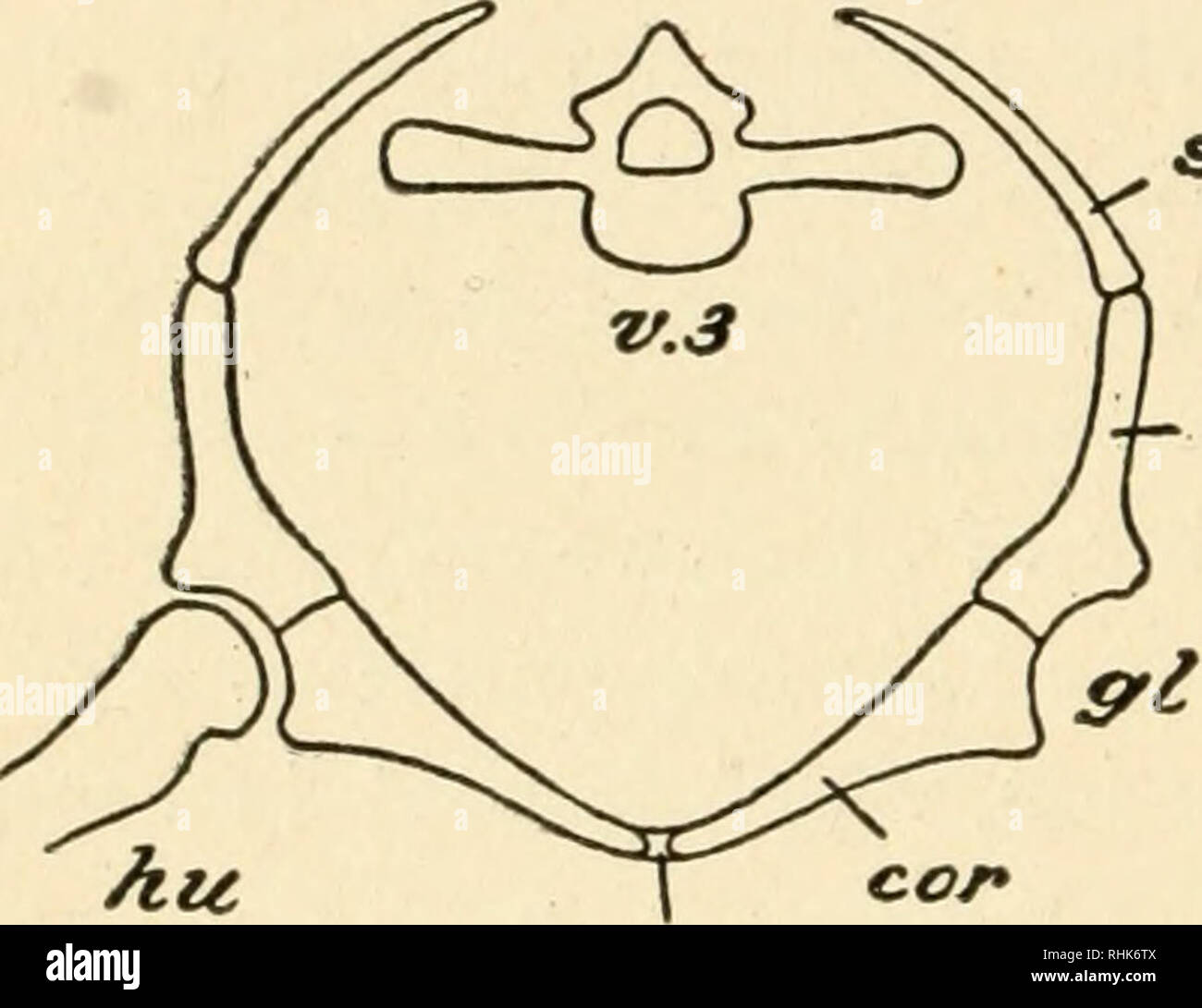 . The biology of the frog. Frogs. 238 THE BIOLOGY OF THE FROG. The ...