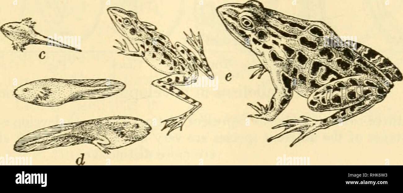 Human individual metamorphosis hi-res stock photography and images - Alamy