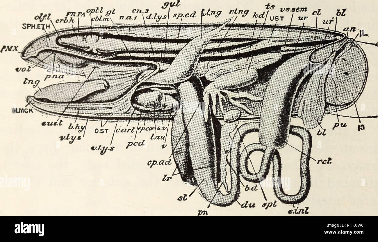 . The biology of the frog. Frogs. THE BIOLOGY OF THE FROG of the ...
