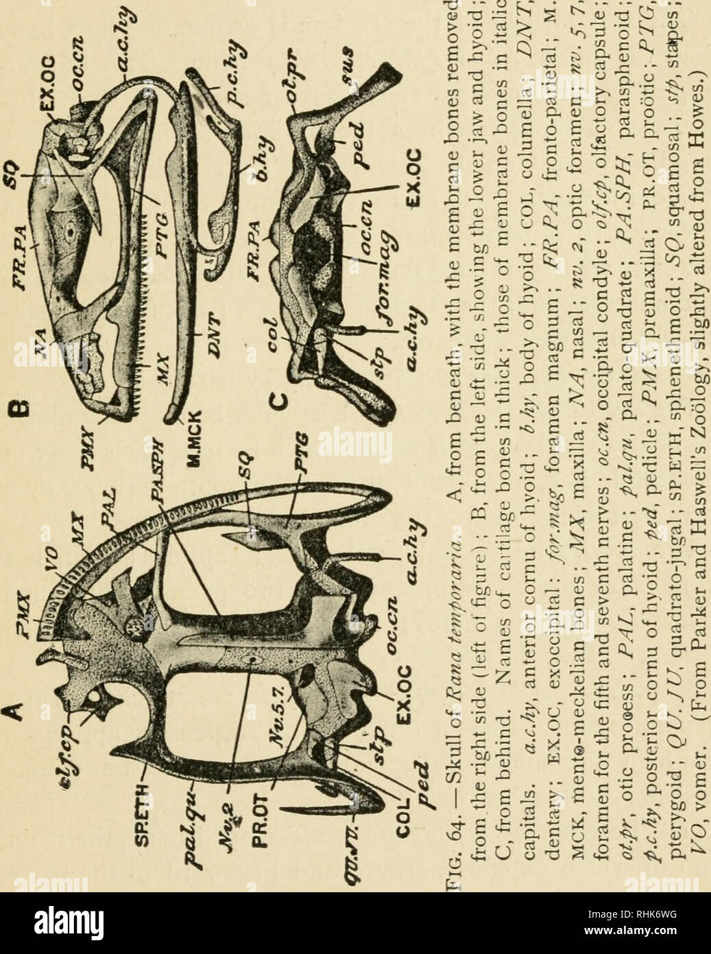 . The biology of the frog. Frogs. CHAP. XIII THE SKELETON 231 is ...