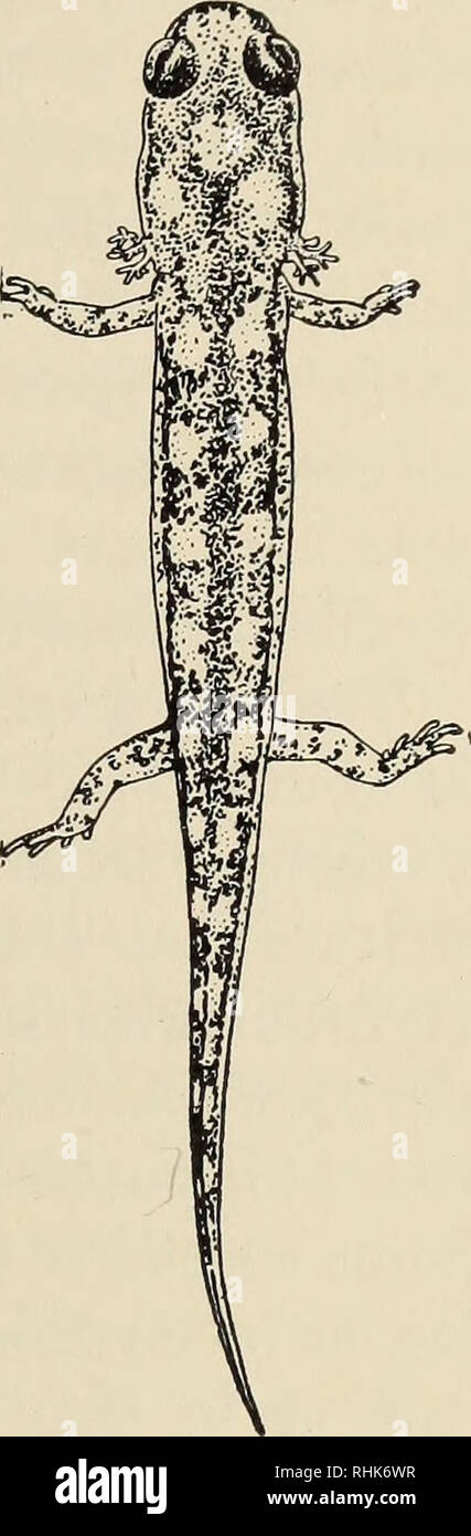 Internal nares hi-res stock photography and images - Alamy