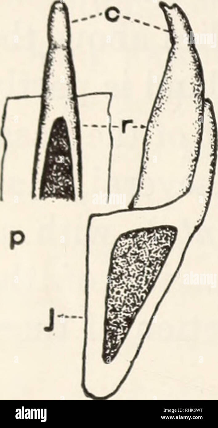 Maxillary Teeth Frog